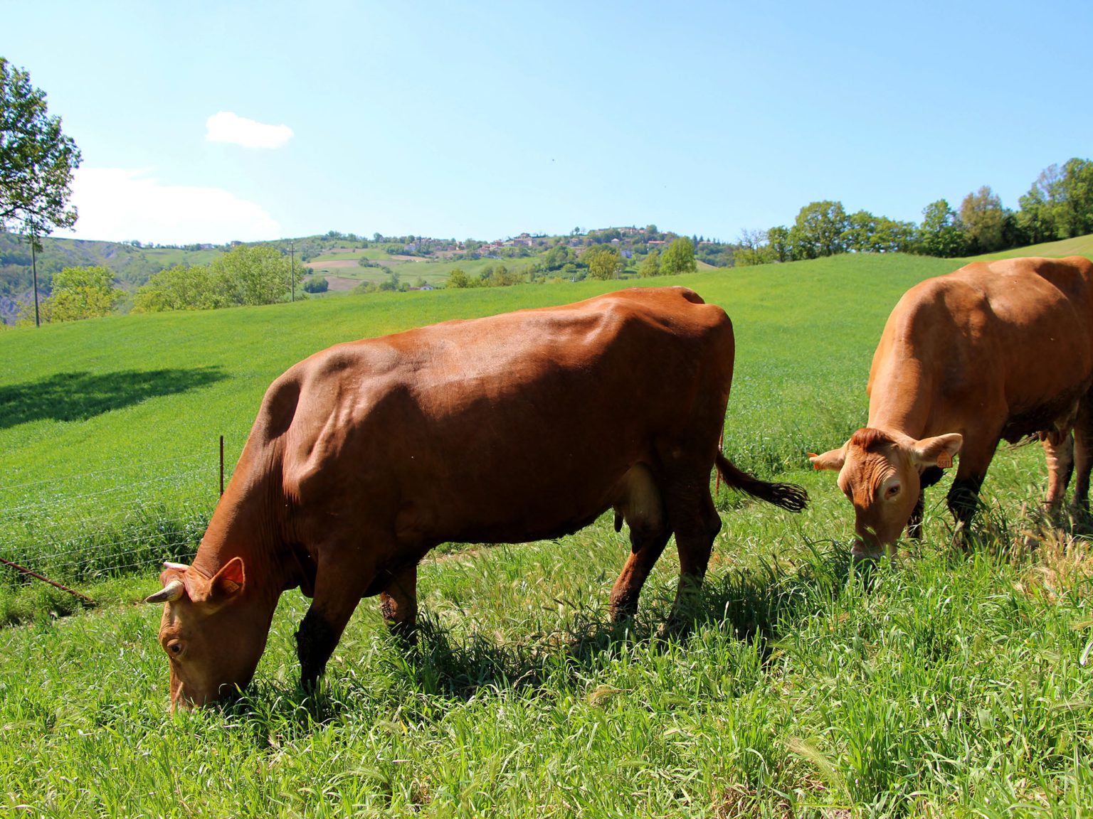 Red Cows cheese aged over 24 months